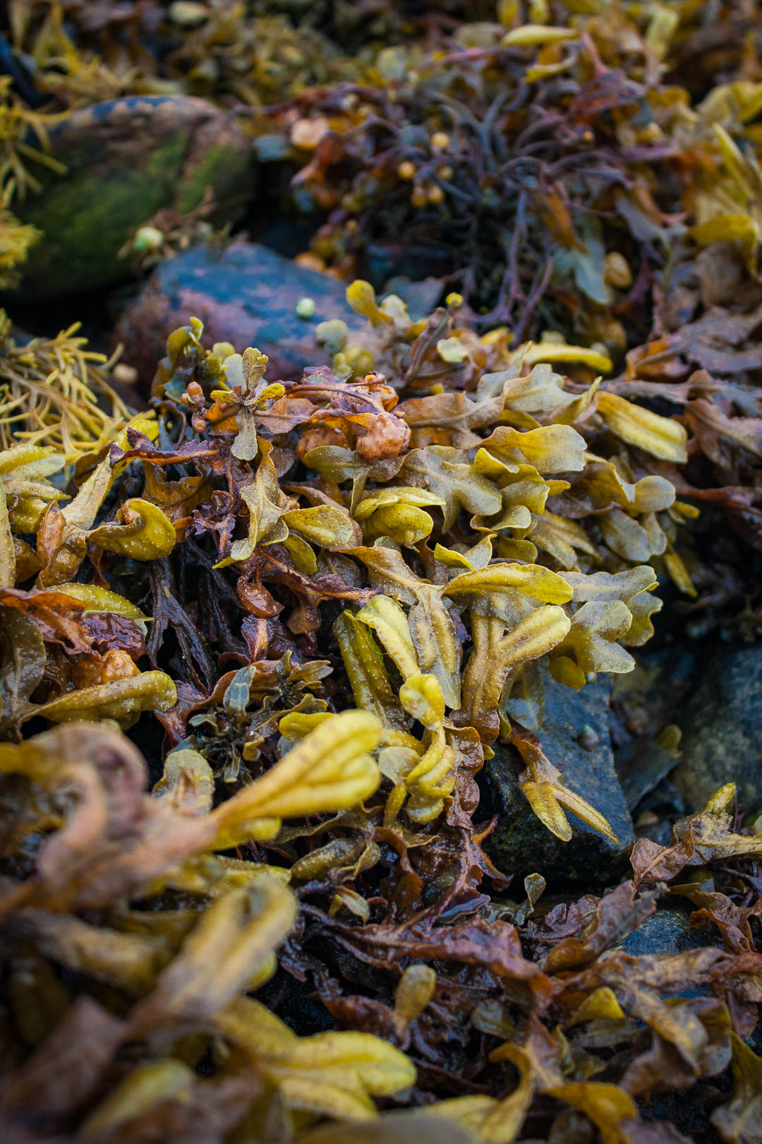 'Between the Tides' - A Hike to Oransay, Isle of Colonsay - Wild for ...
