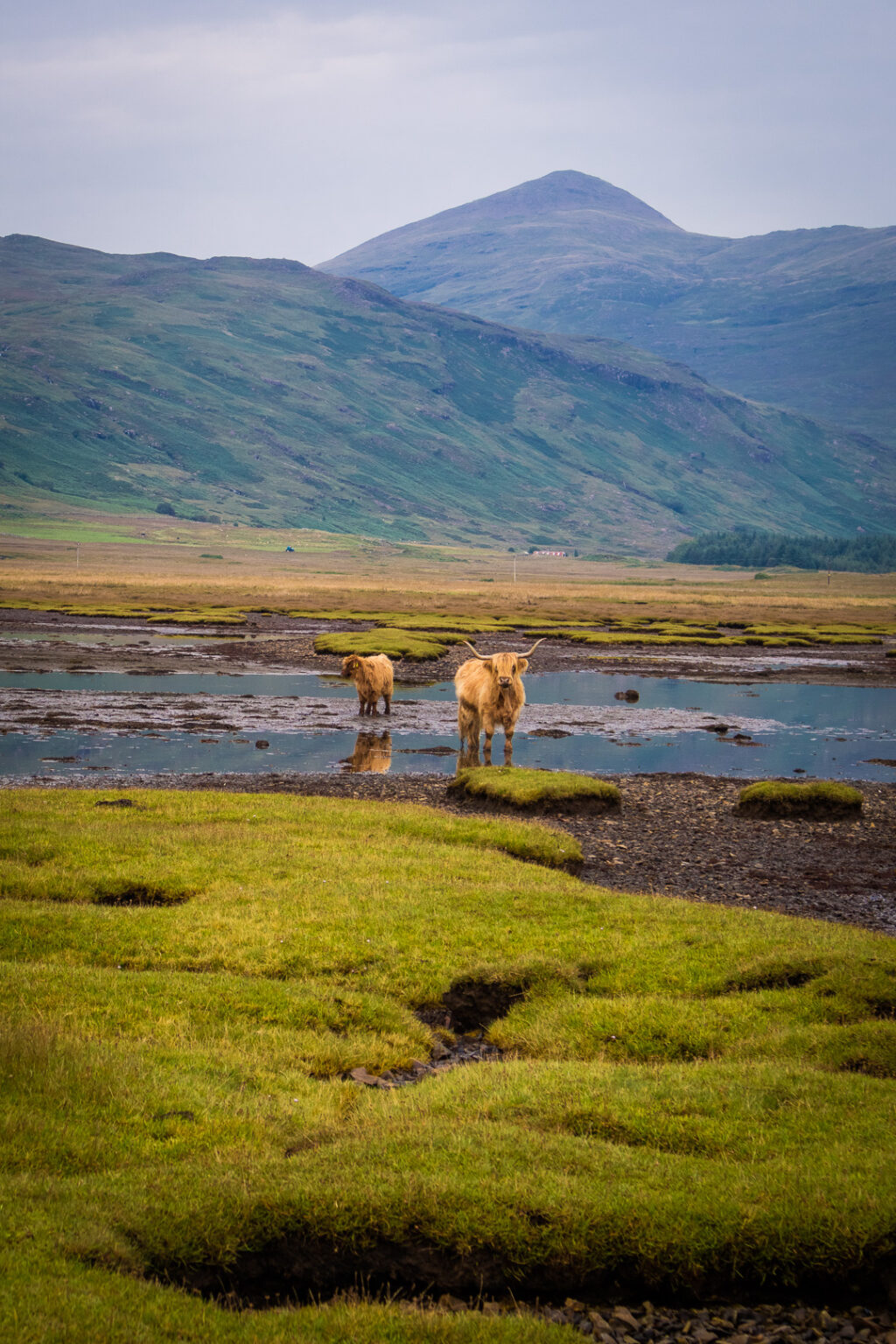 'Wild Isle' - Scenic Route on the Isle of Mull - Wild for Scotland Podcast