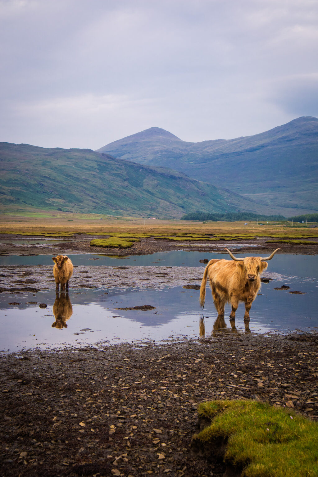 'Wild Isle' - Scenic Route on the Isle of Mull - Wild for Scotland Podcast