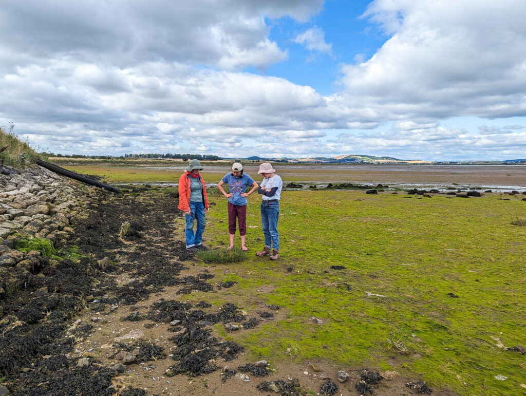 ‘Salt of the Earth’ - The Salt Marsh in the Eden Estuary