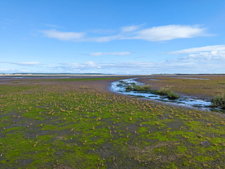 ‘Salt of the Earth’ - The Salt Marsh in the Eden Estuary