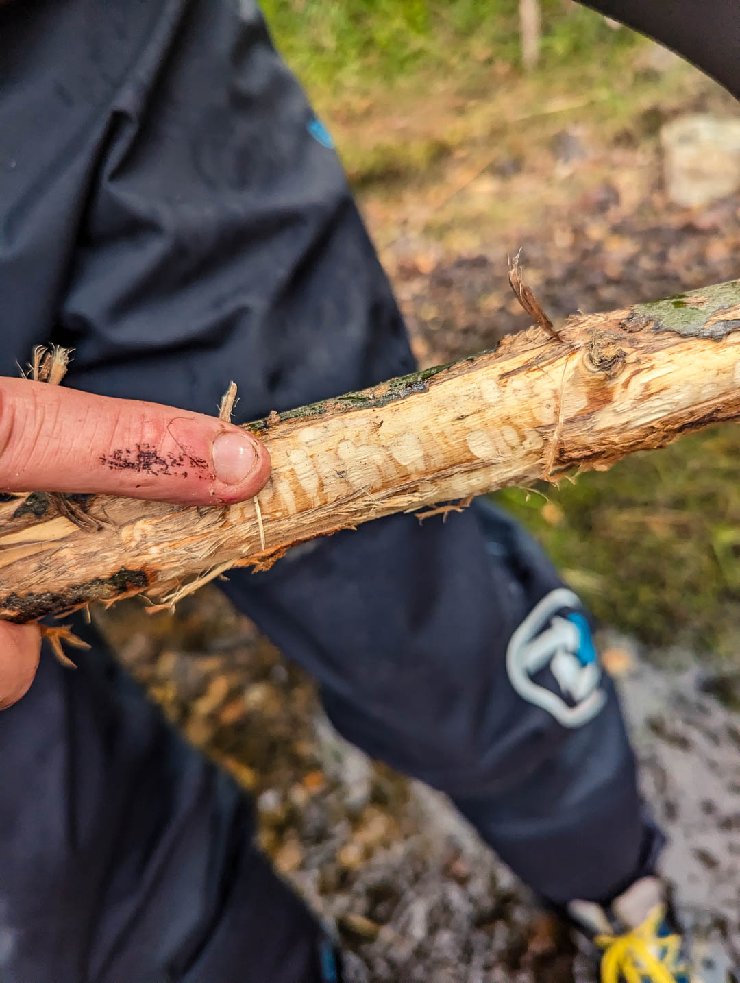 'A Long Time Coming' - Beaver Safari on the River Tay - Wild for ...