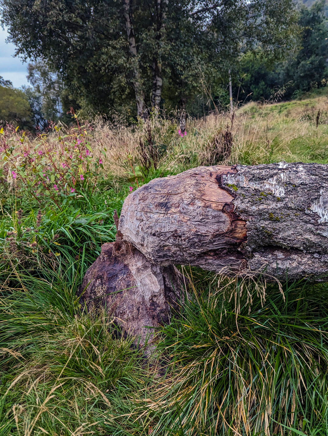 'A Long Time Coming' - Beaver Safari on the River Tay - Wild for ...