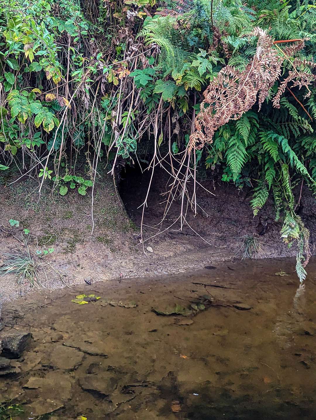 'A Long Time Coming' - Beaver Safari on the River Tay - Wild for ...
