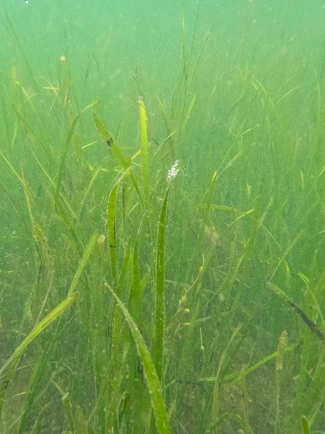 'All That Could Be' - Seagrass Restoration in Loch Craignish - Wild for ...