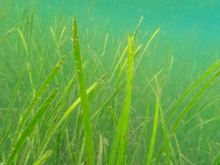 'All That Could Be' - Seagrass Restoration in Loch Craignish - Wild for ...