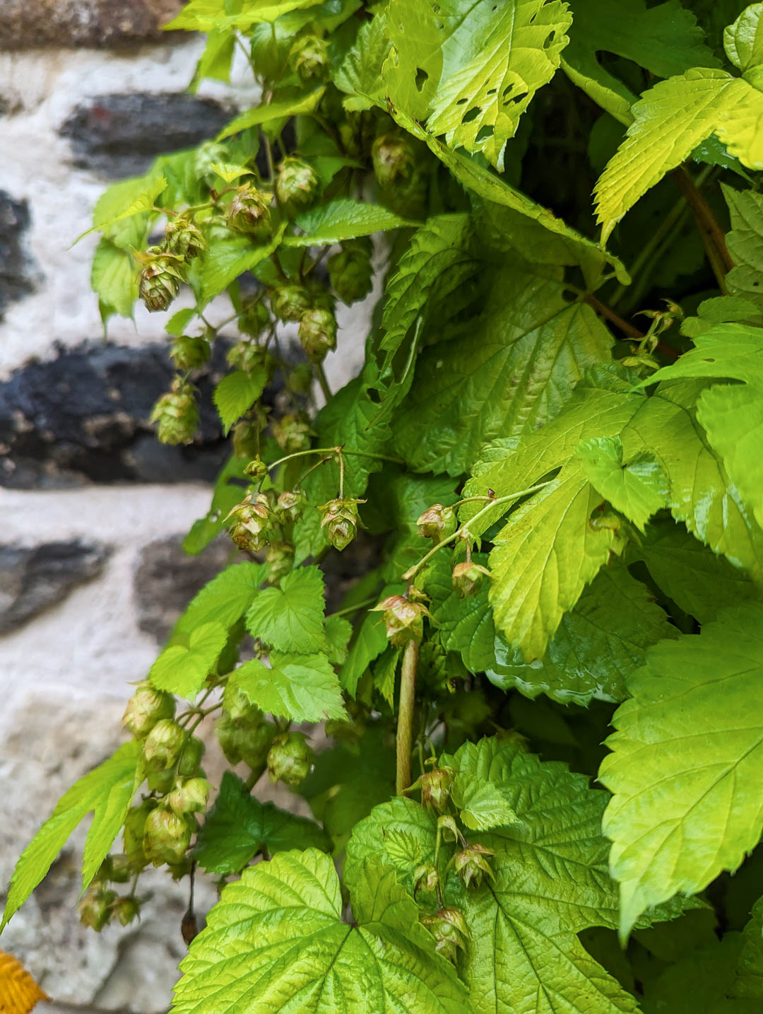 Holiday Bonus: 'Over the Ratagan Pass' - An Unexpected Adventure in Glenelg - Wild for Scotland ...